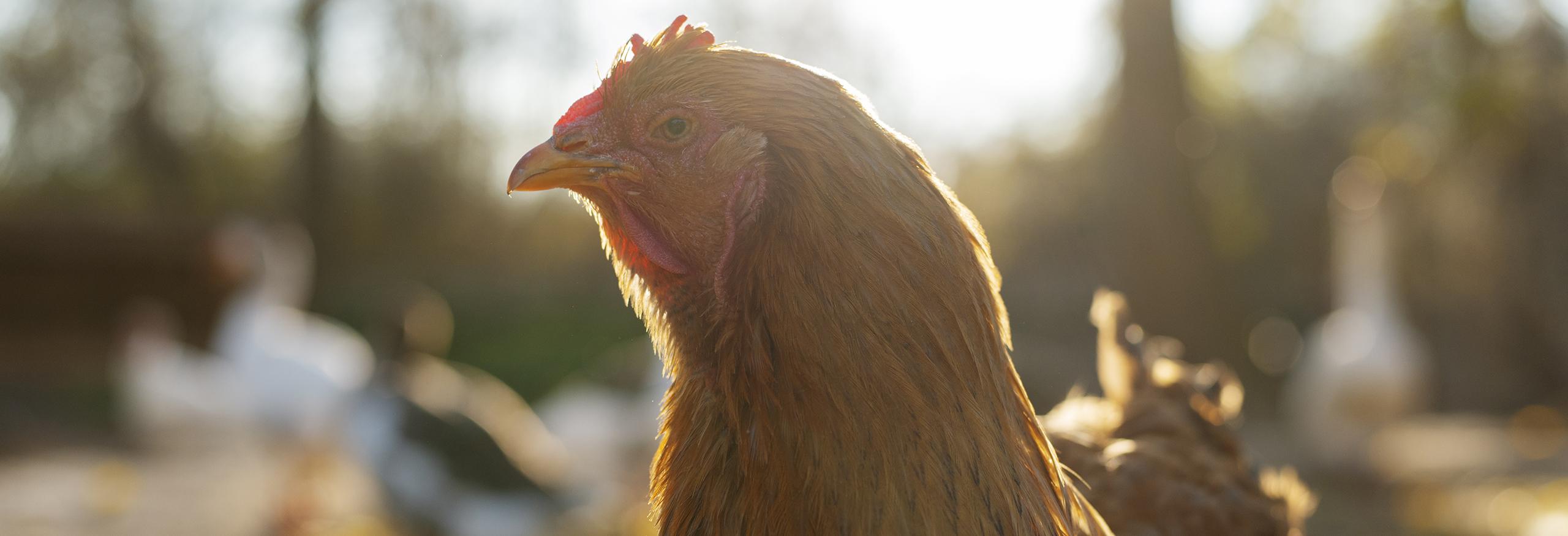 Poultry Insurance and Online Quote - Winnipeg and Rural Manitoba - One ...